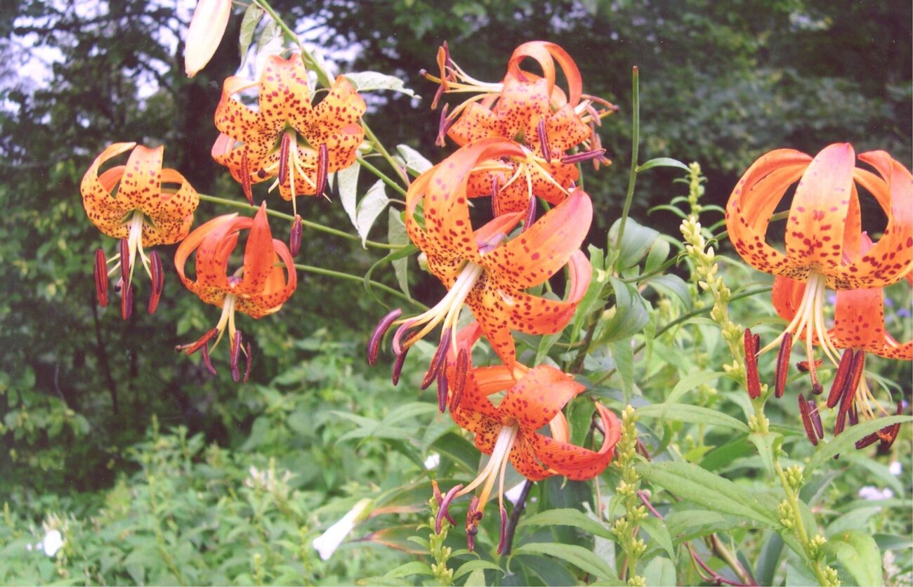 Science & Stewardship - Appalachian Trail Conservancy