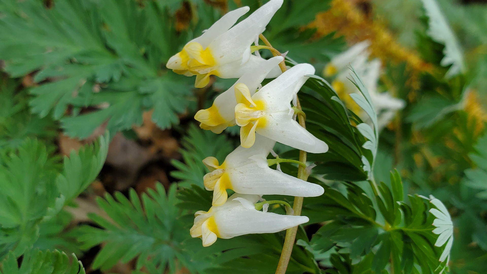 Appalachian Trail Wildflowers | Appalachian Trail Conservancy Appalachian Trail Wildflowers | Appalachian Trail Conservancy