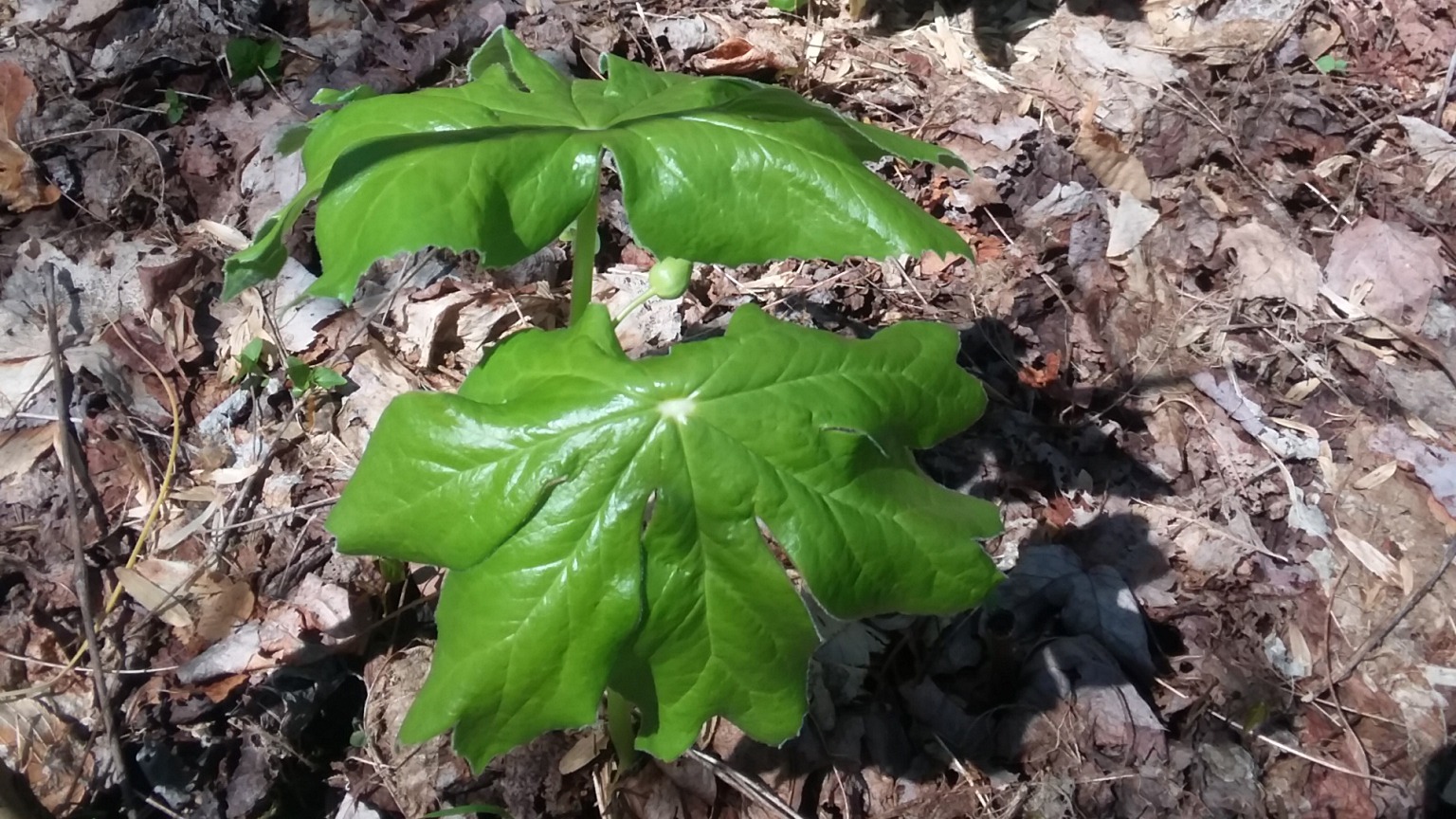 Appalachian Trail Wildflowers | Appalachian Trail Conservancy Appalachian Trail Wildflowers | Appalachian Trail Conservancy