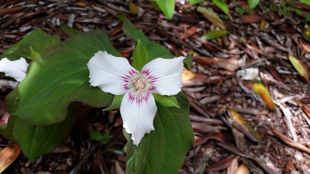Appalachian Trail Wildflowers | Appalachian Trail Conservancy Appalachian Trail Wildflowers | Appalachian Trail Conservancy