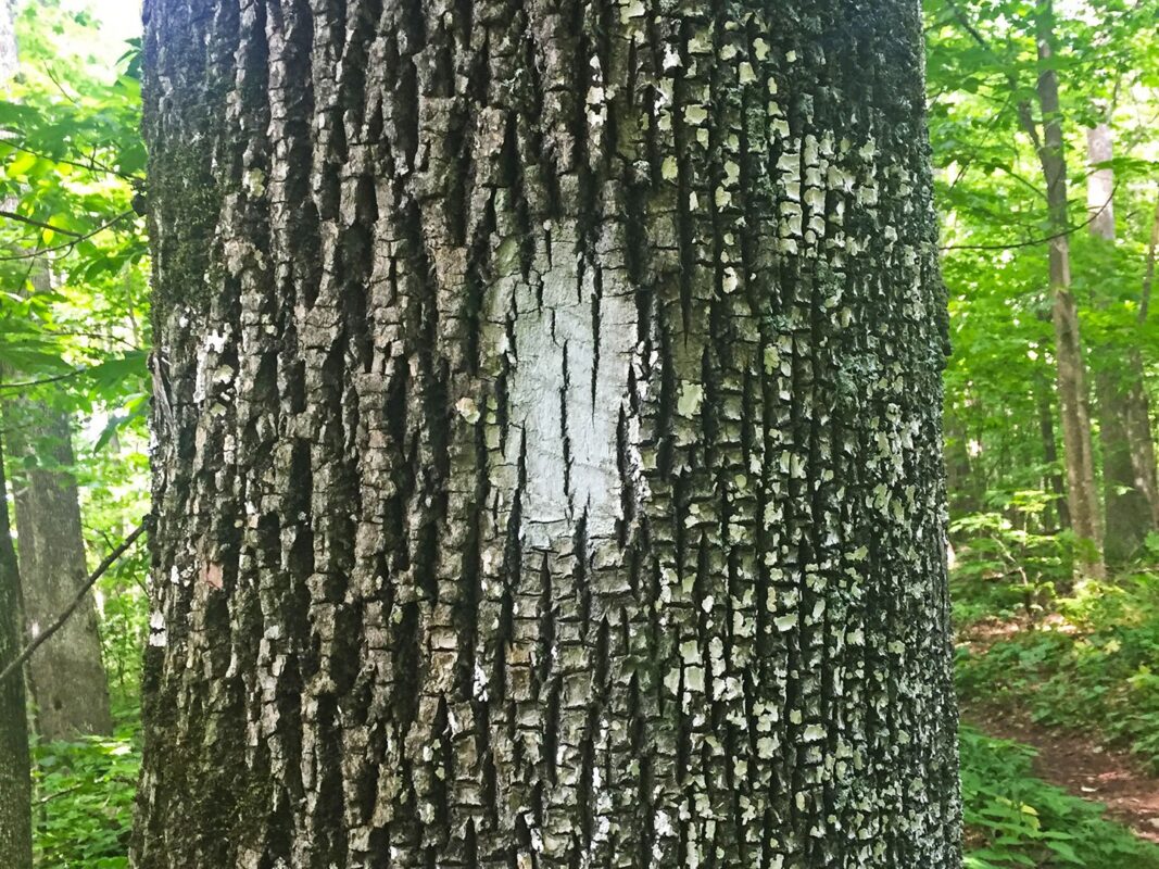 This Tiny Beetle is Killing the Appalachian Trail’s Ash Trees ...