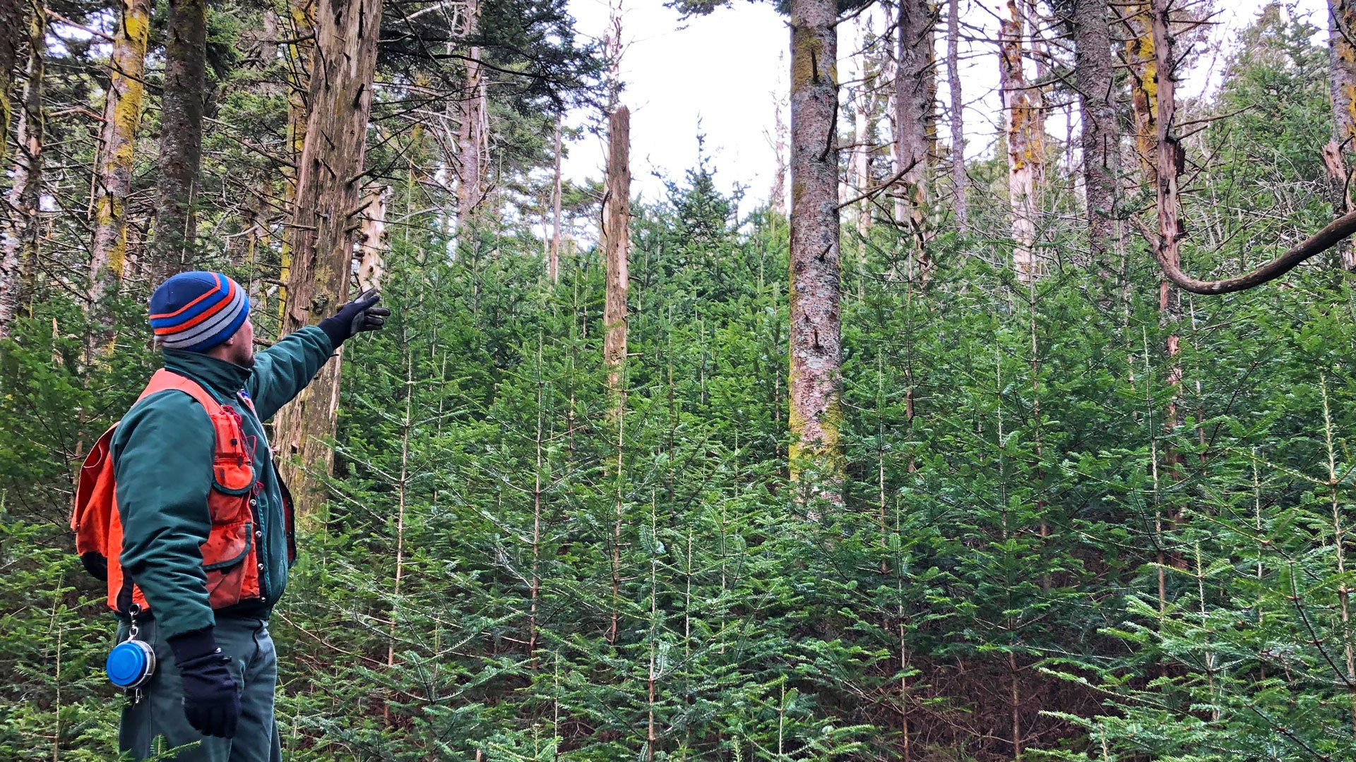 Saving the Roan Highland Red Spruce Forests - Appalachian Trail ...