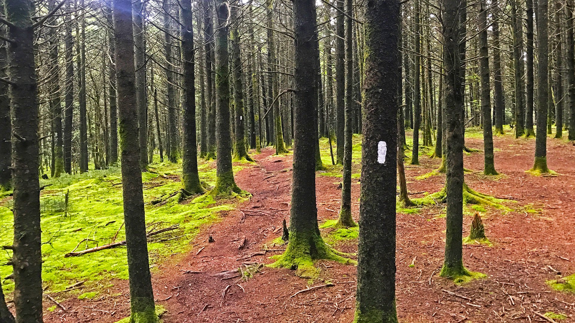 Saving the Roan Highland Red Spruce Forests | Appalachian Trail Conservancy