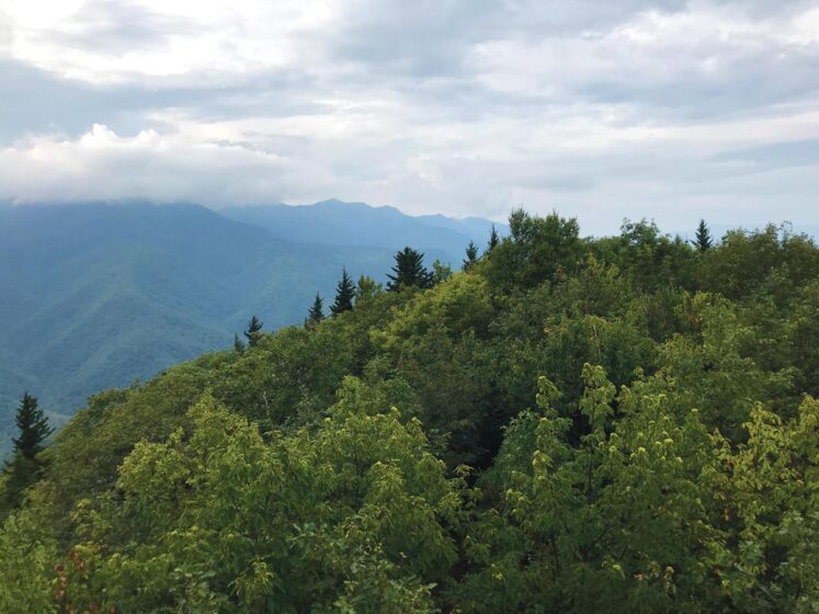 The American Chestnut Tree - Appalachian Trail Conservancy