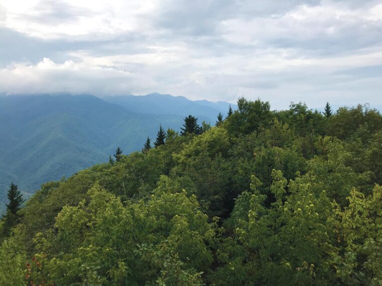 The American Chestnut Tree - Appalachian Trail Conservancy