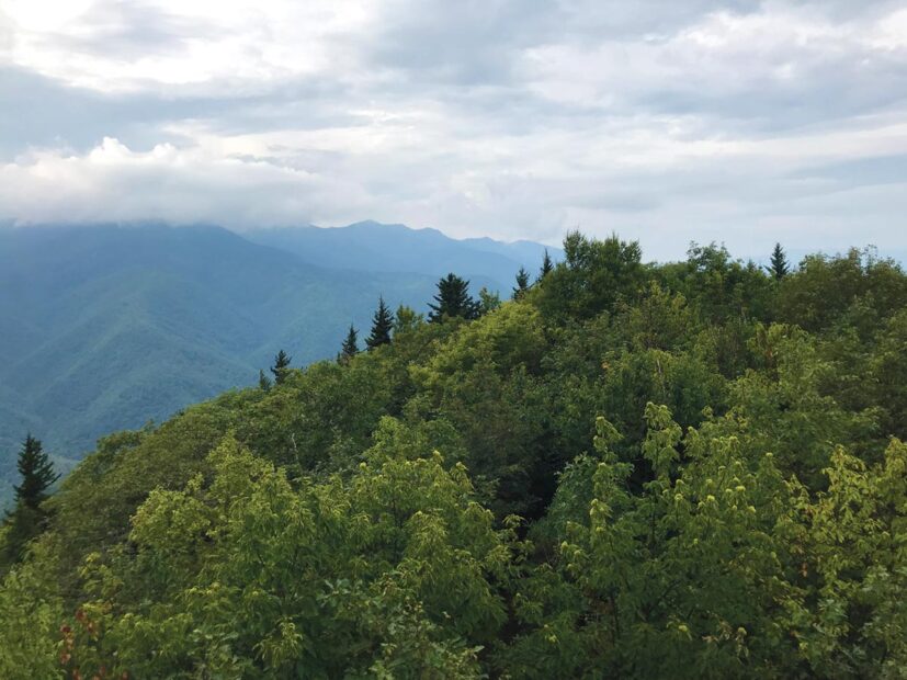 The American Chestnut Tree - Appalachian Trail Conservancy