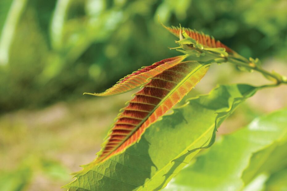 The American Chestnut Tree - Appalachian Trail Conservancy