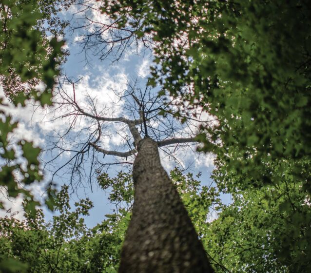 Suite of Life - Appalachian Trail Conservancy