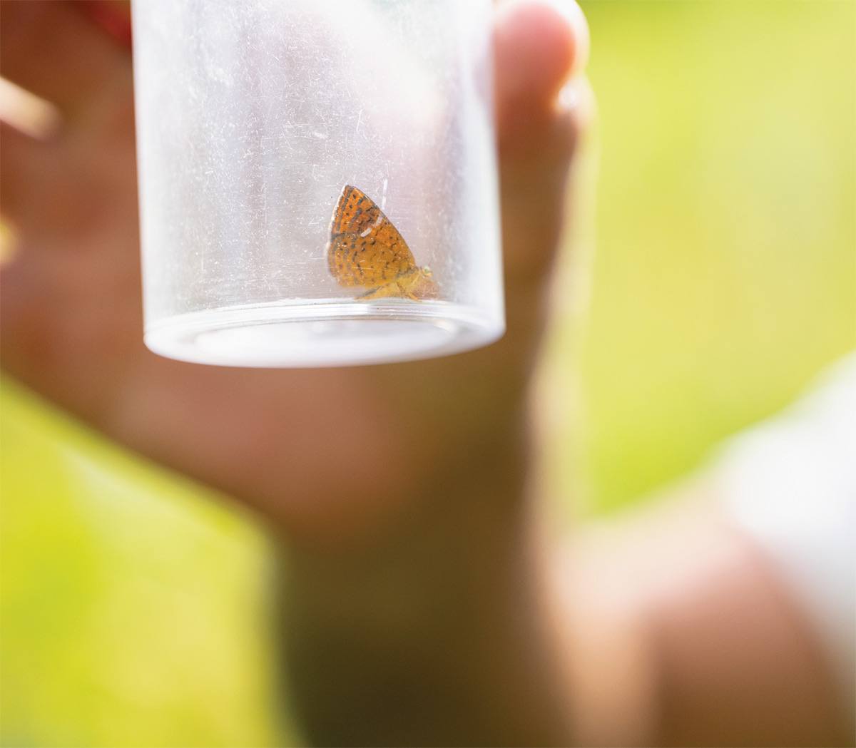Hidden in the Details: Protecting the Metalmark Butterfly - Appalachian ...
