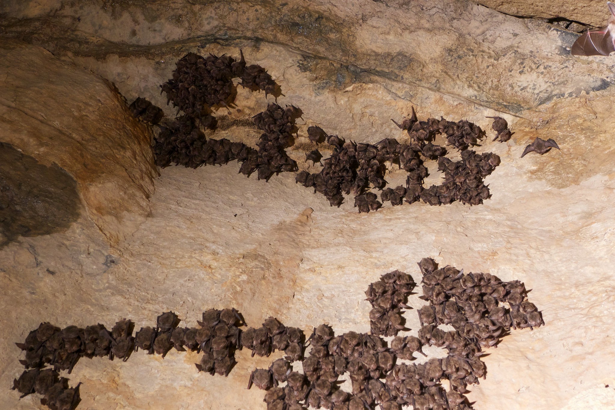 Bats of the Appalachian Trail - Appalachian Trail Conservancy ...