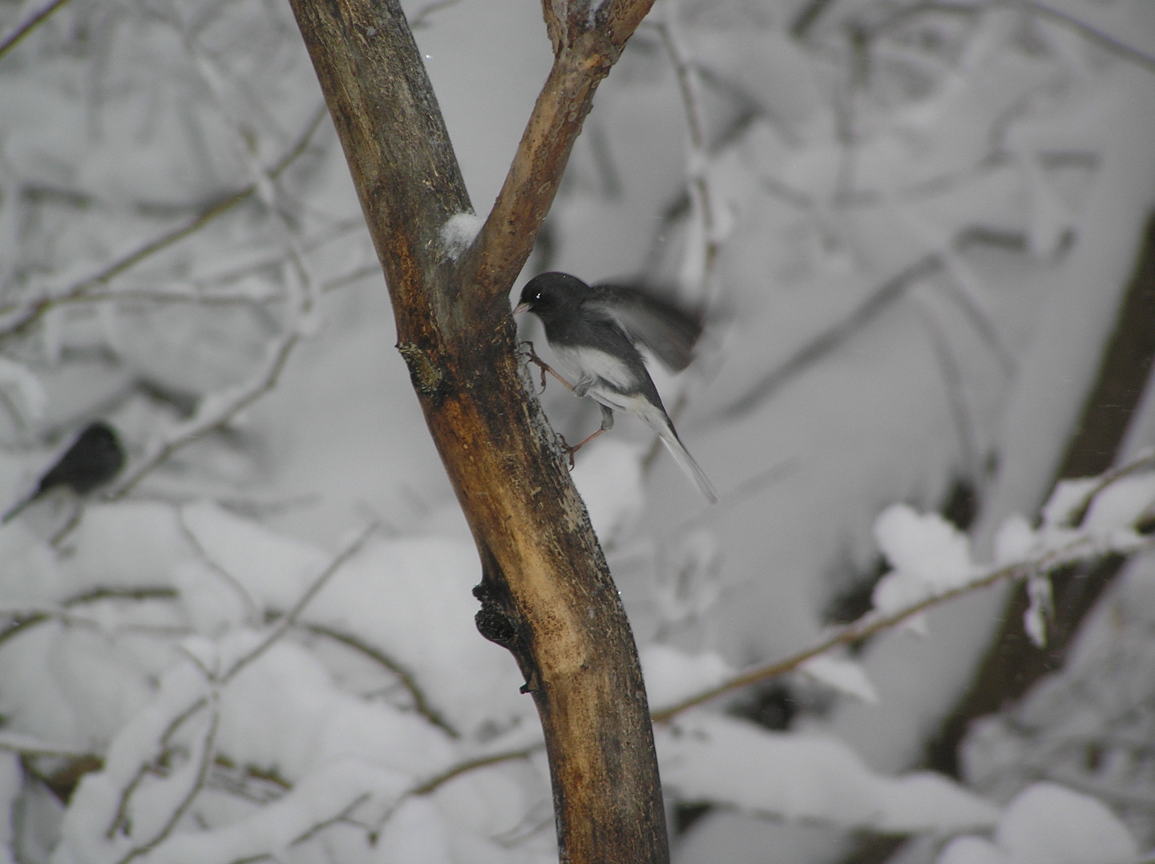 Birding on the Appalachian Trail - Appalachian Trail Conservancy
