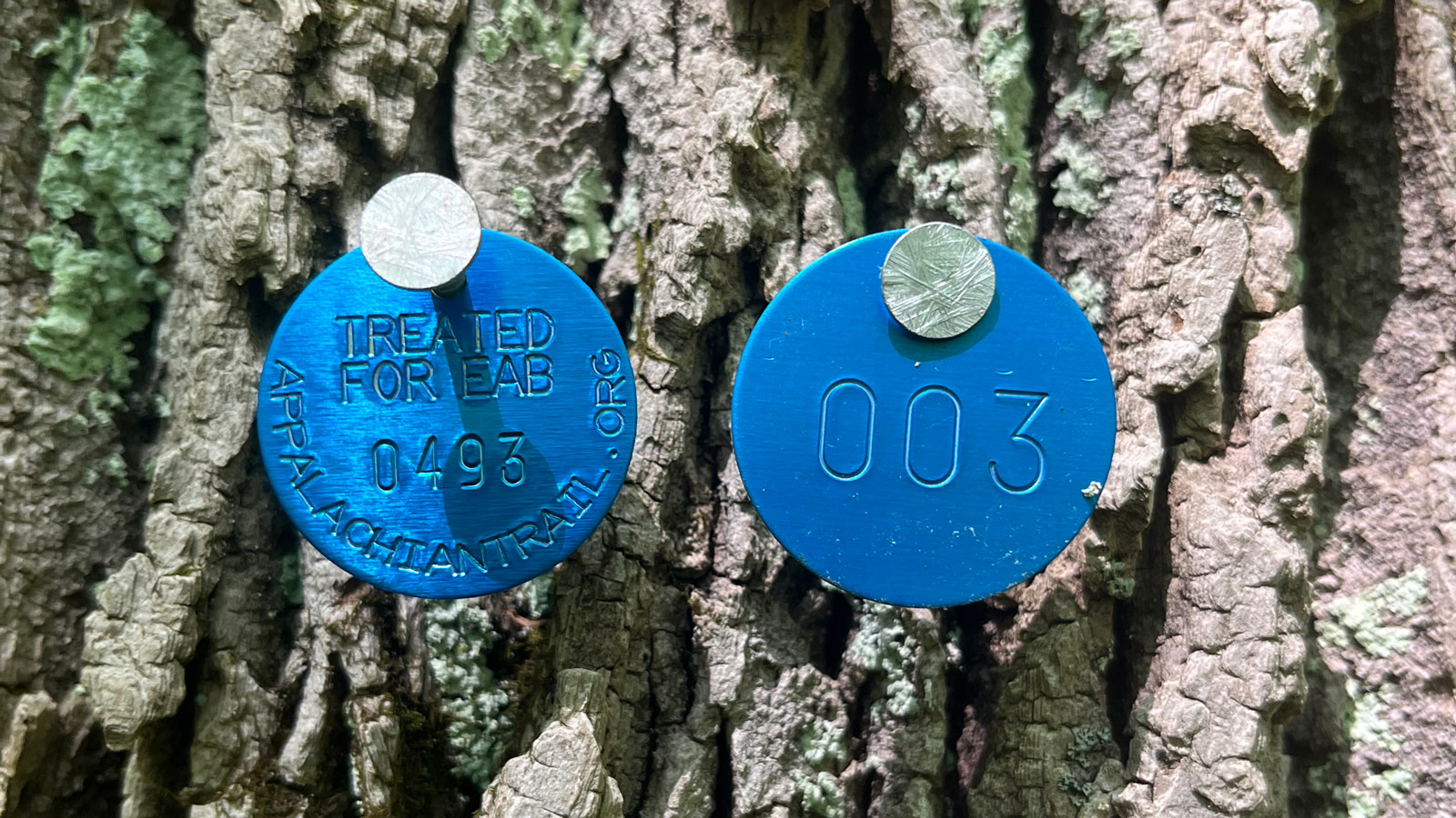 Safeguarding the Appalachian Trail’s Ash Trees | Appalachian Trail ...