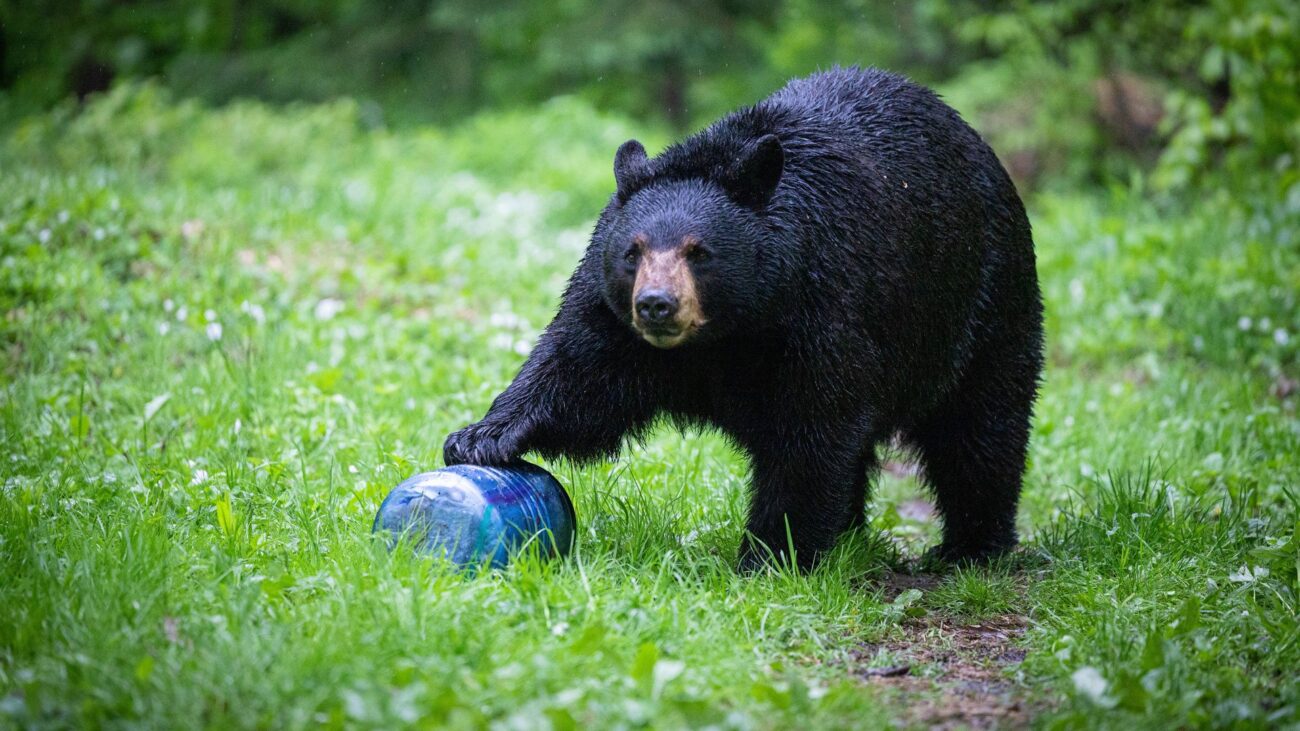 Bears & Food Storage - Appalachian Trail Conservancy